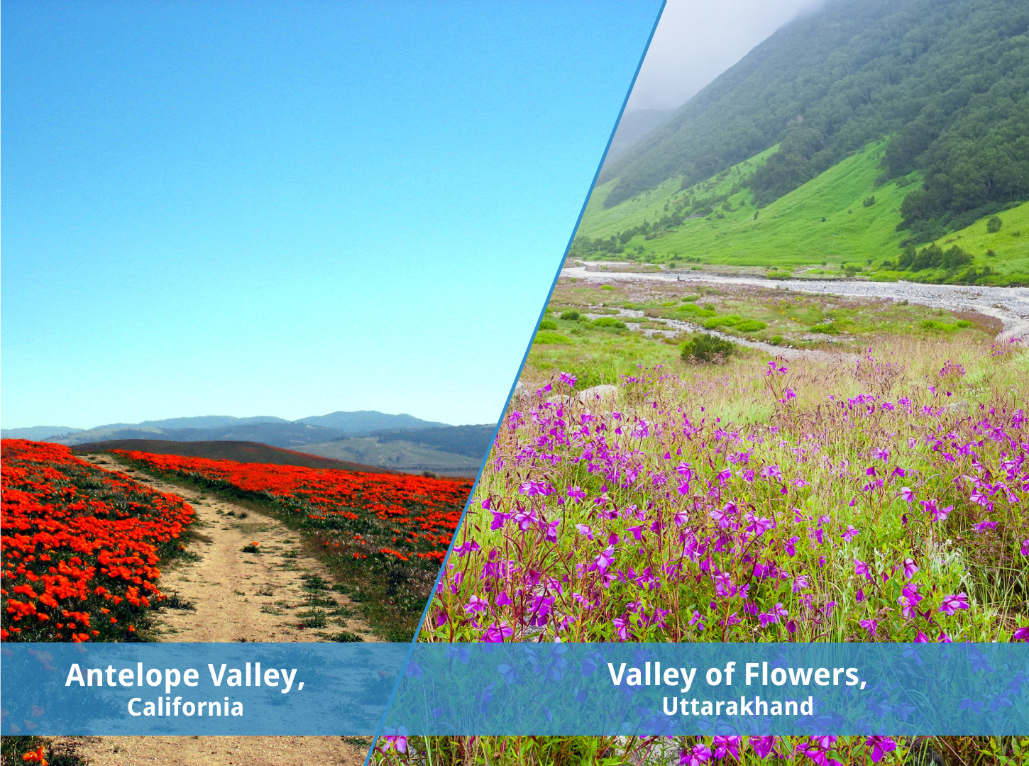 Valley Of Flowers Uttarakhand Best Time To Visit