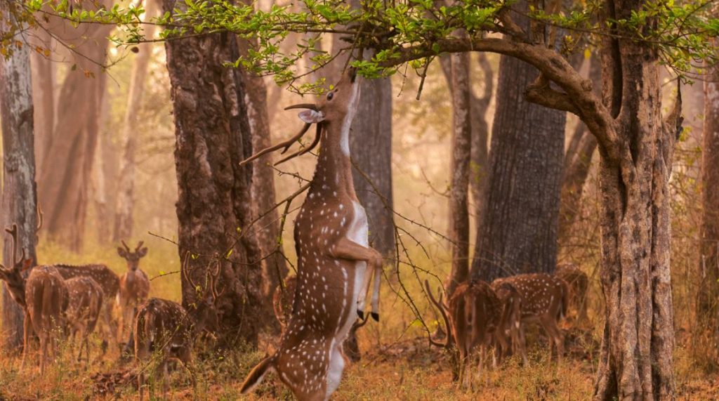Wildlife Wonders on Kabini's Shores - Things to do in Kabini
