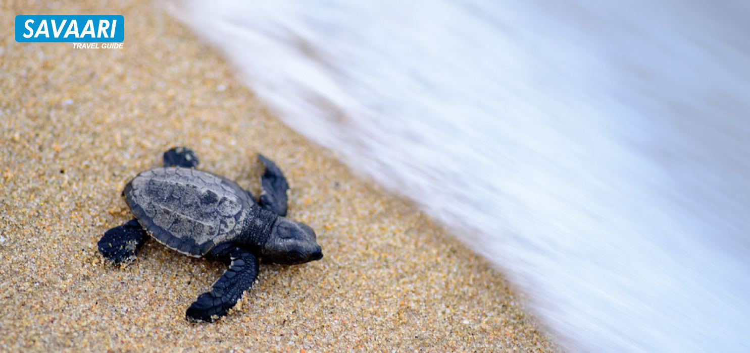 Turtle Trails & Tranquil Tides - Things to do in Velas