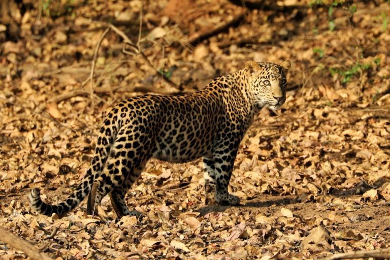 Waterfalls, Wildlife & Western Ghats - Things to do in Shimoga