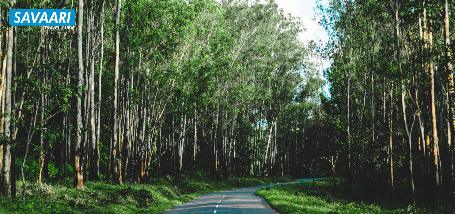 Wildlife, Waterfalls & Wonderful Hills - Things to do in Wayanad