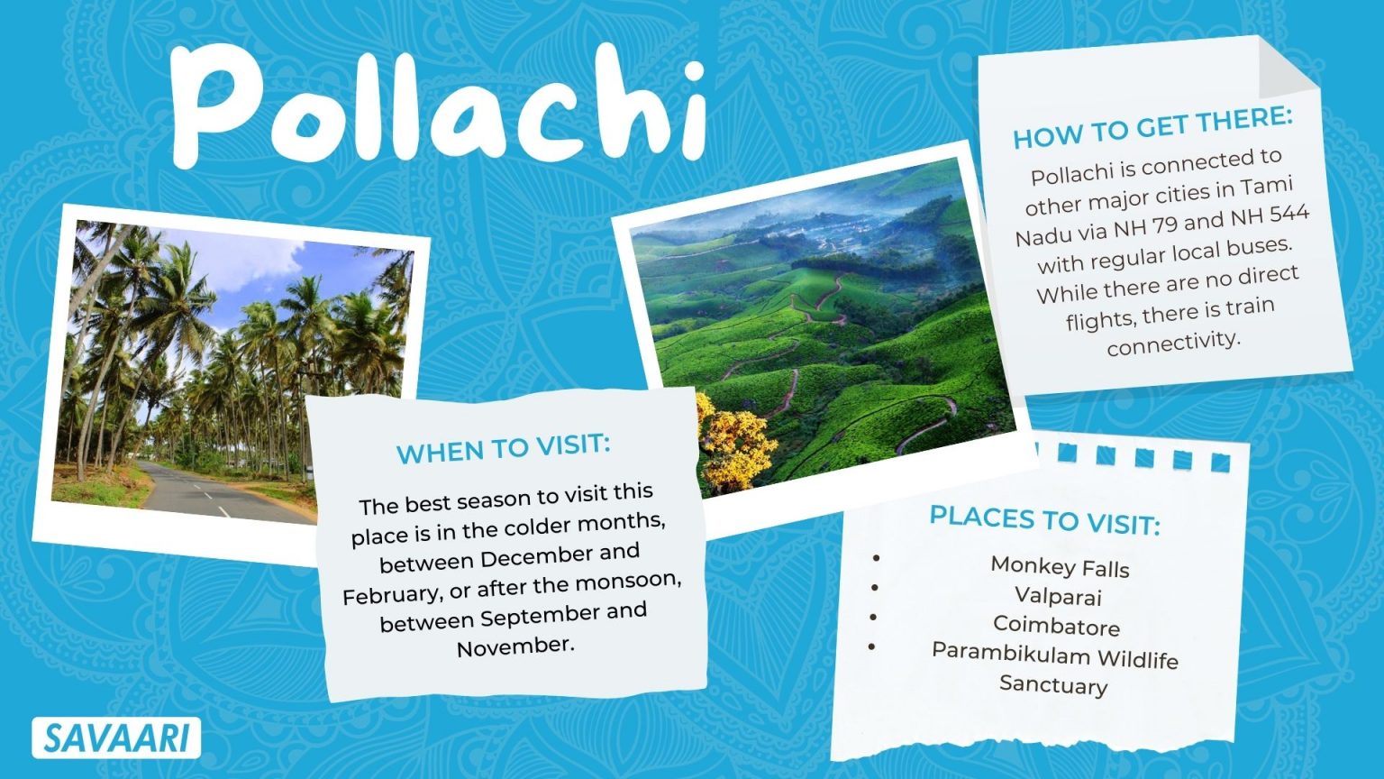Elephants, Estates, and Endless Beauty - Things to do in Pollachi