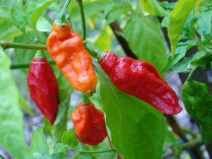 10 Hottest chilli to try in India -The great Indian chilli trail