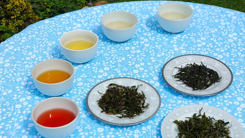 Beyond the brew - Discovering the beauty of tea tourism in India