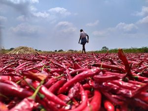 10 Hottest chilli to try in India -The great Indian chilli trail