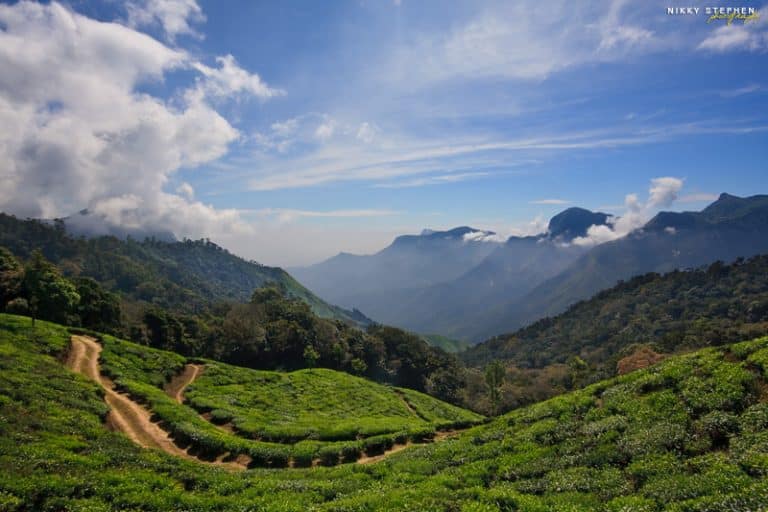 Avoid the Crowds: Best Time to Visit Munnar Revealed